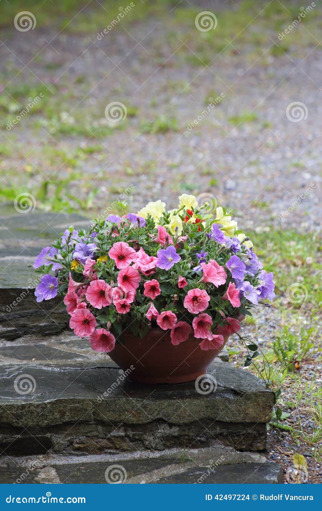 Bowl of colorful flowers stock photo. Image of blooming - 42497224