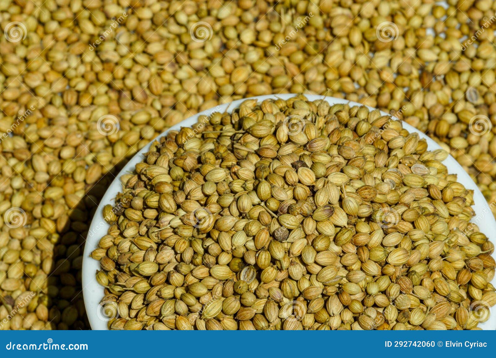 Bowl of Dry Coriander Seeds Stock Photo - Image of seeds, food: 292742060