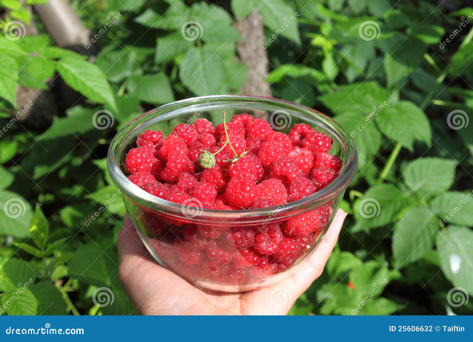 Bowl of fresh raspberry stock photo. Image of vegetarian - 25606632