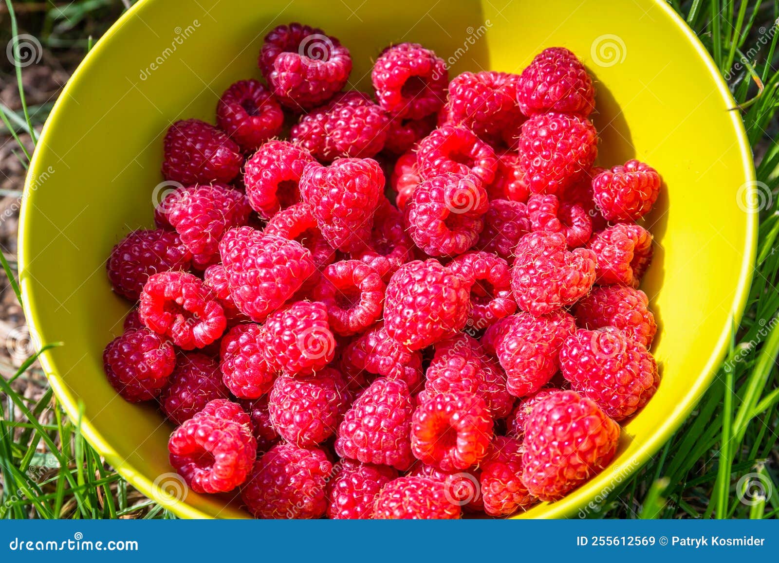 A Bowl Full of Red Raspberries Stock Image - Image of harvest, berry ...
