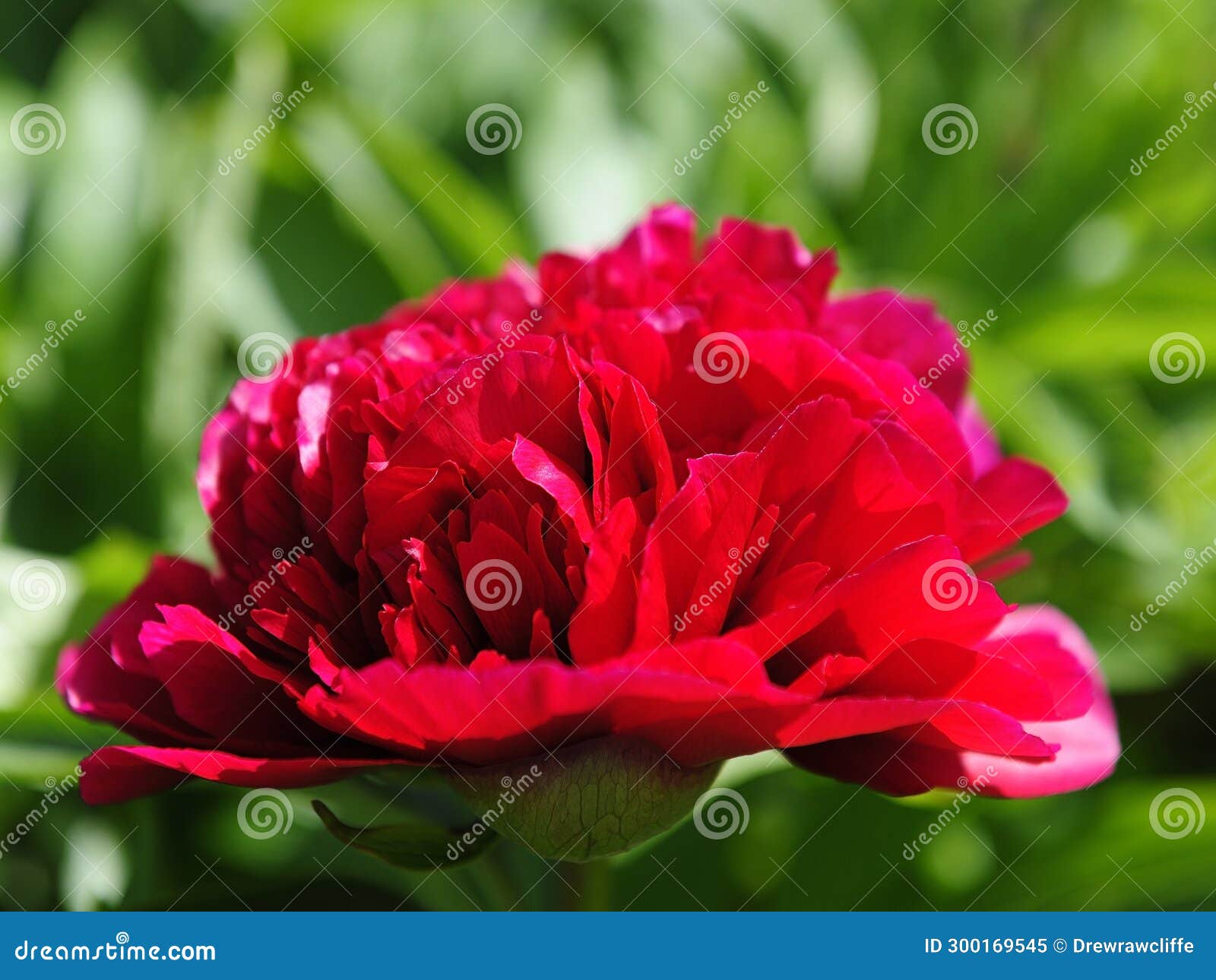 Bowl Shaped Red Peony Flower Stock Image - Image of green, blooms ...