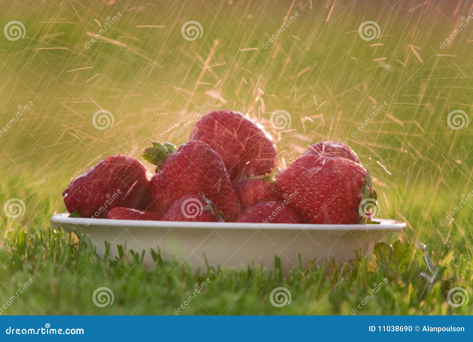 Bowl of Strawberries in the Rain Stock Photo - Image of bowl, fresh ...