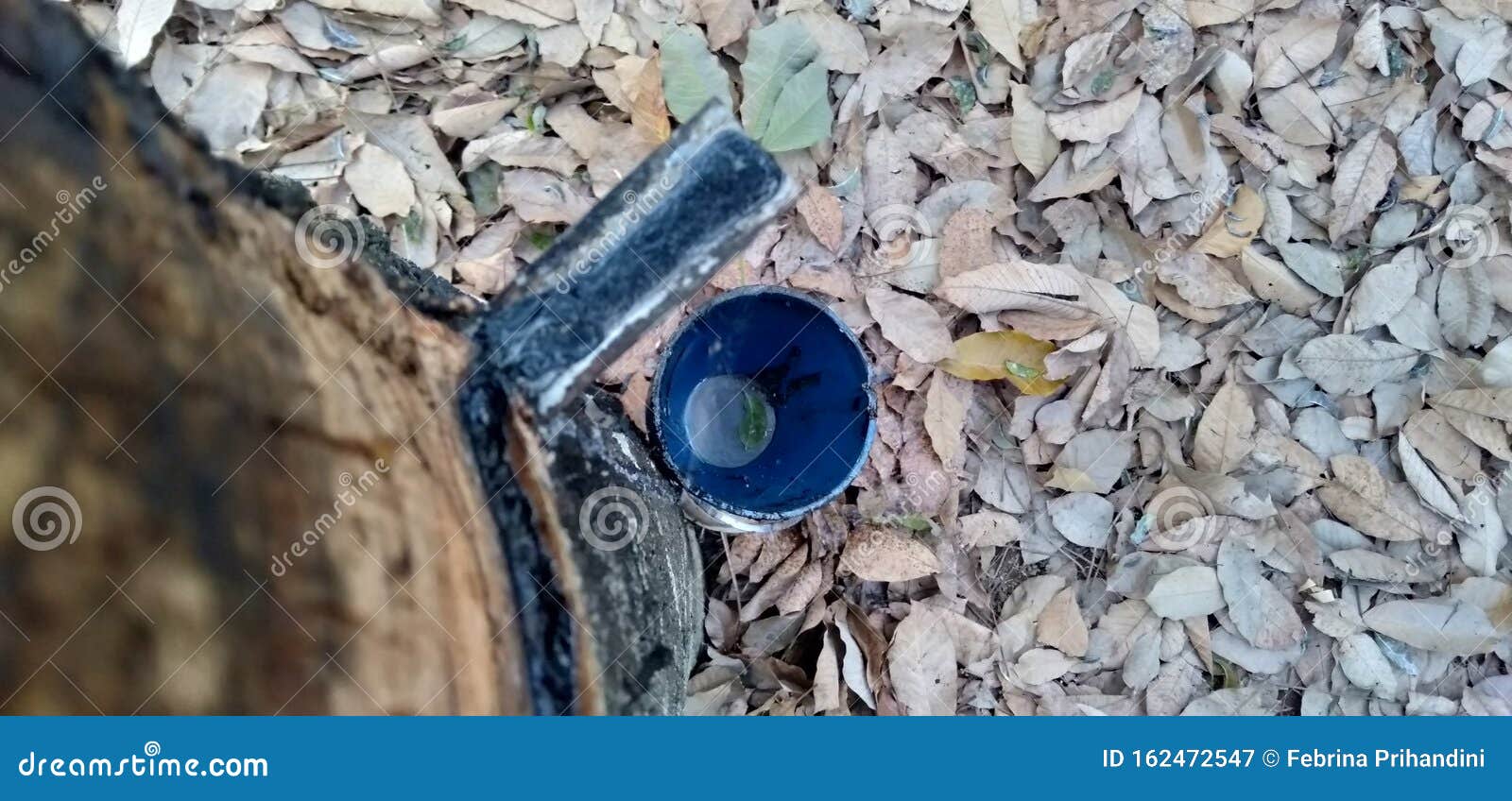 Bowl of Tapping Rubber Trees Stock Image - Image of harvesting, lumber ...