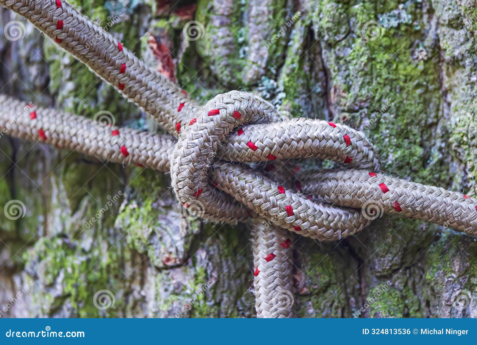 Bowline Loop for Securing the Climbing Rope Stock Photo - Image of ...