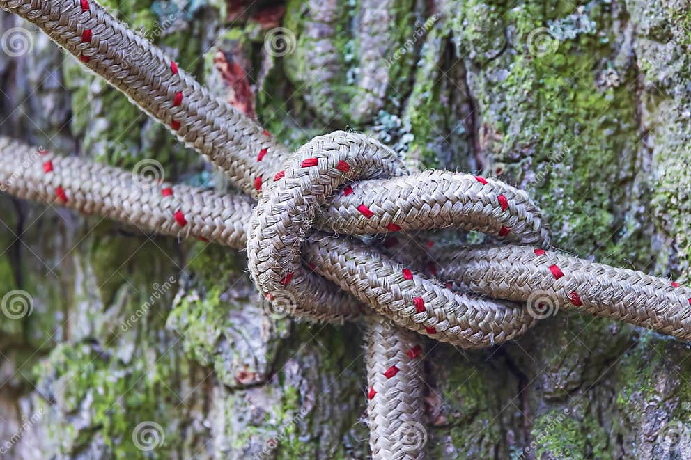Bowline Loop for Securing the Climbing Rope Stock Photo - Image of ...