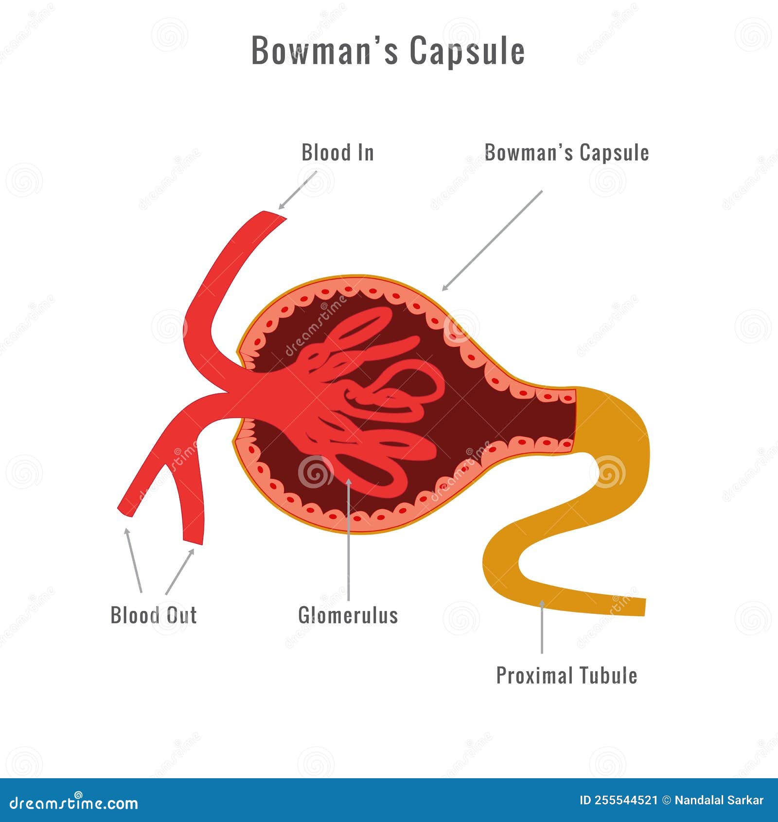 Glomerular Structure