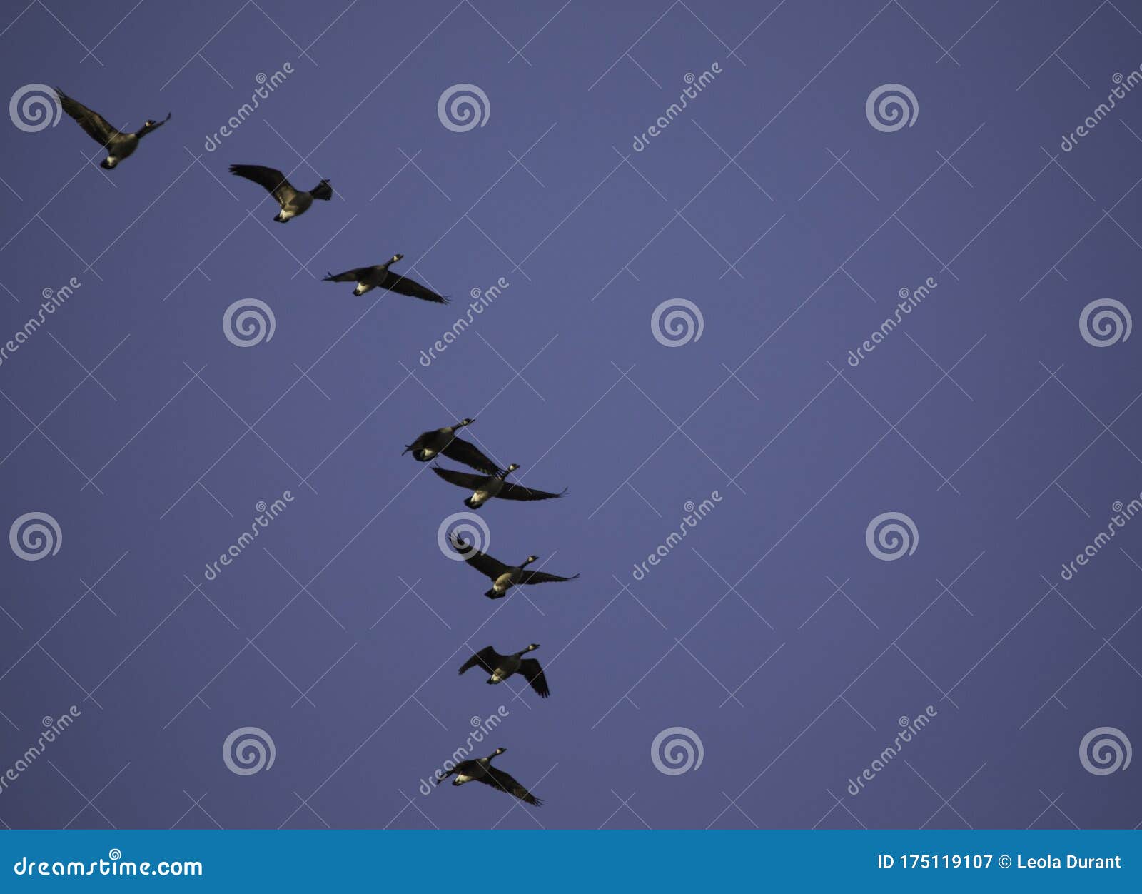 Canada Geese Flying High in the Sky Stock Image - Image of animal ...