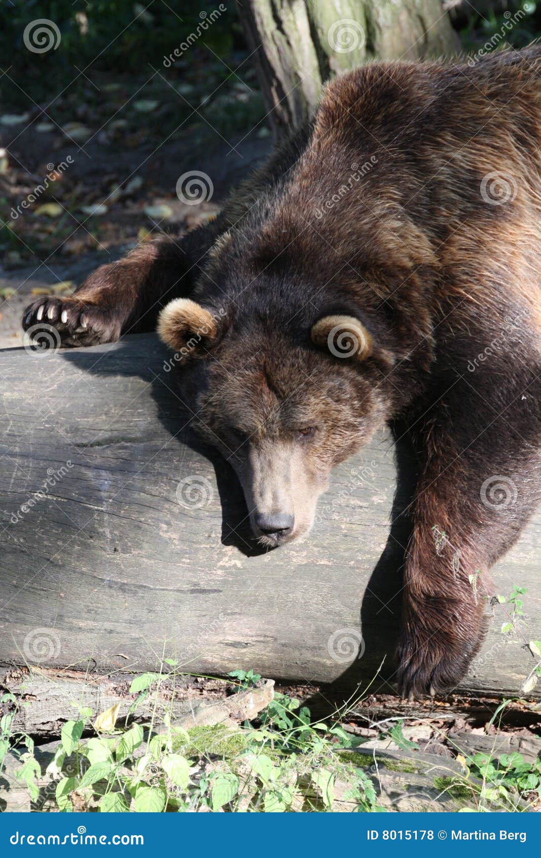 Bown bear stock photo. Image of asia, nature, prey, arctos - 8015178