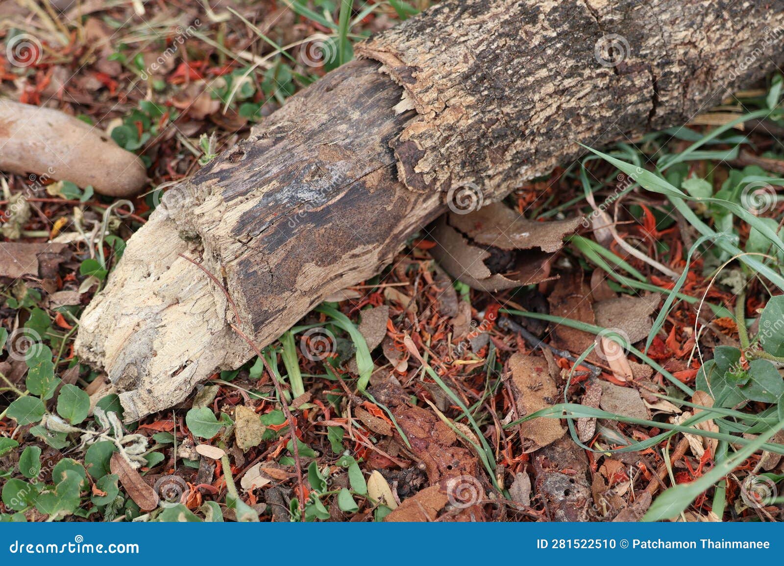 Box Above a Large Broken Log on the Floor in a Tropical Forest. Stock ...