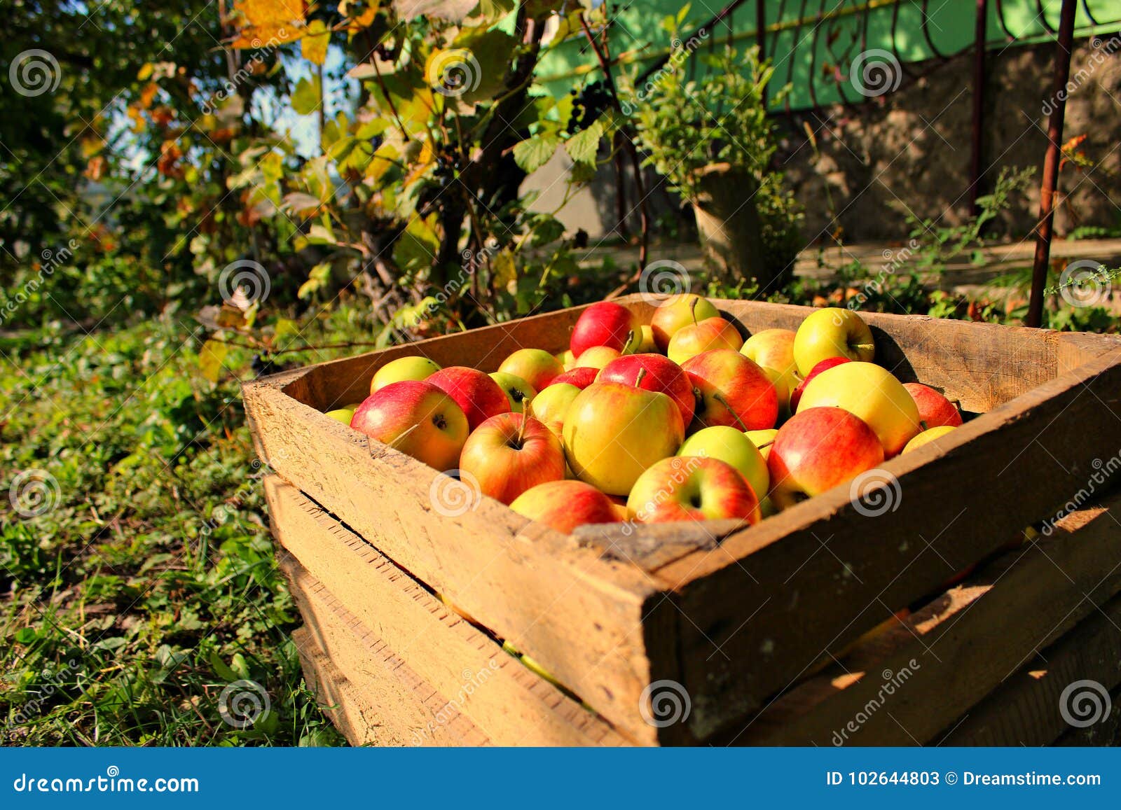 Box of apple stock image. Image of autumn, leaves, nature - 102644803