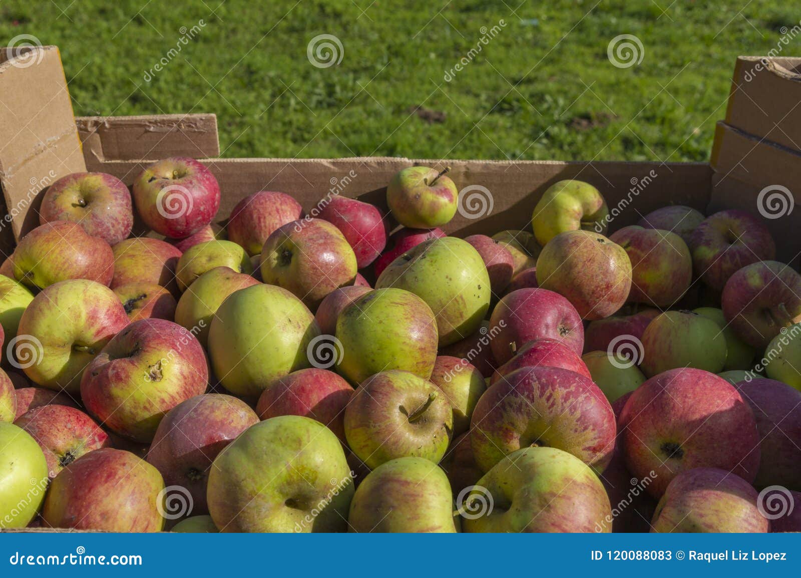 Box of apples. stock image. Image of homemade, production - 120088083