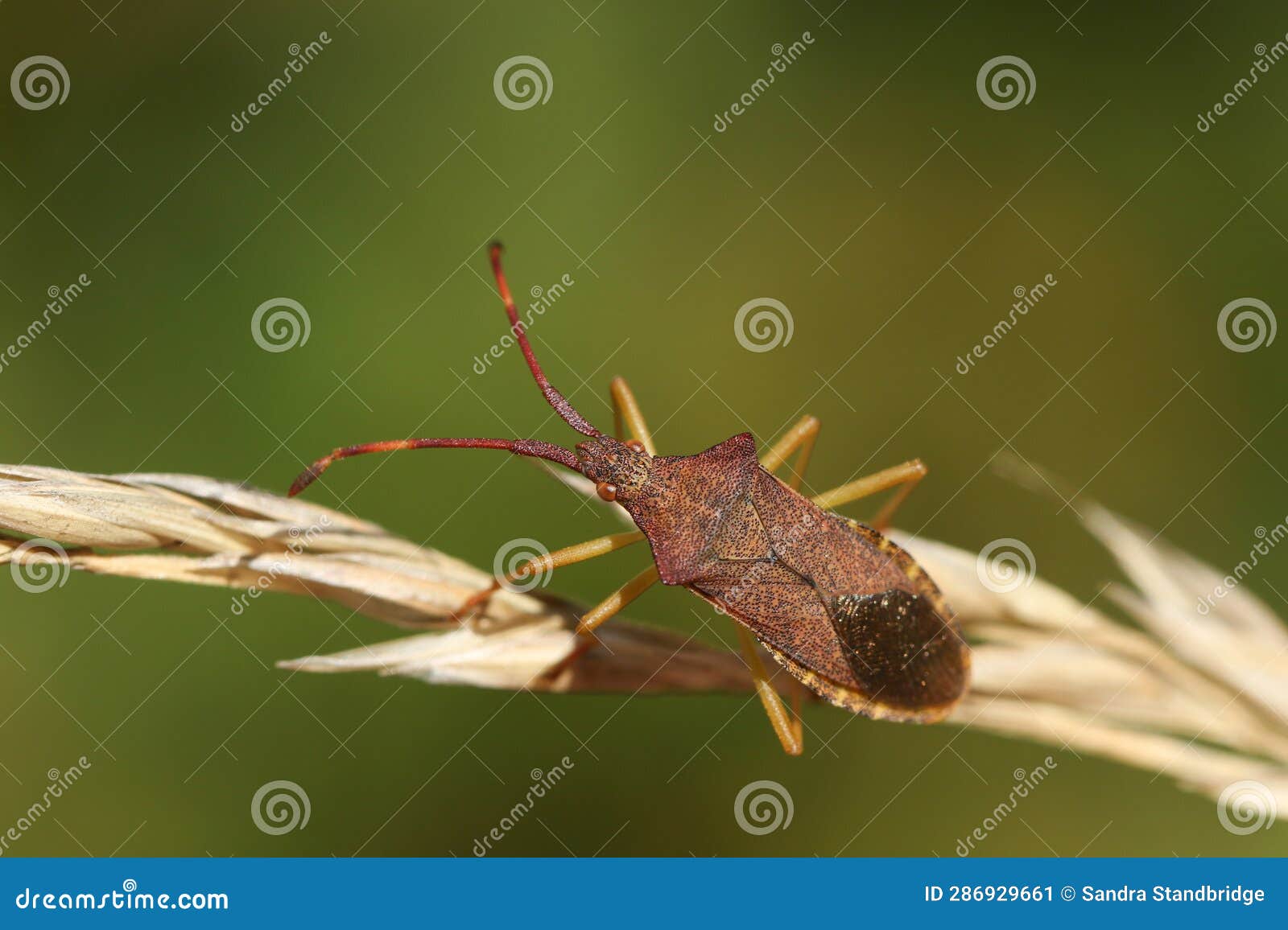 A Box Bug, Gonocerus Acuteangulatus, on Grass Seeds. Stock Image ...