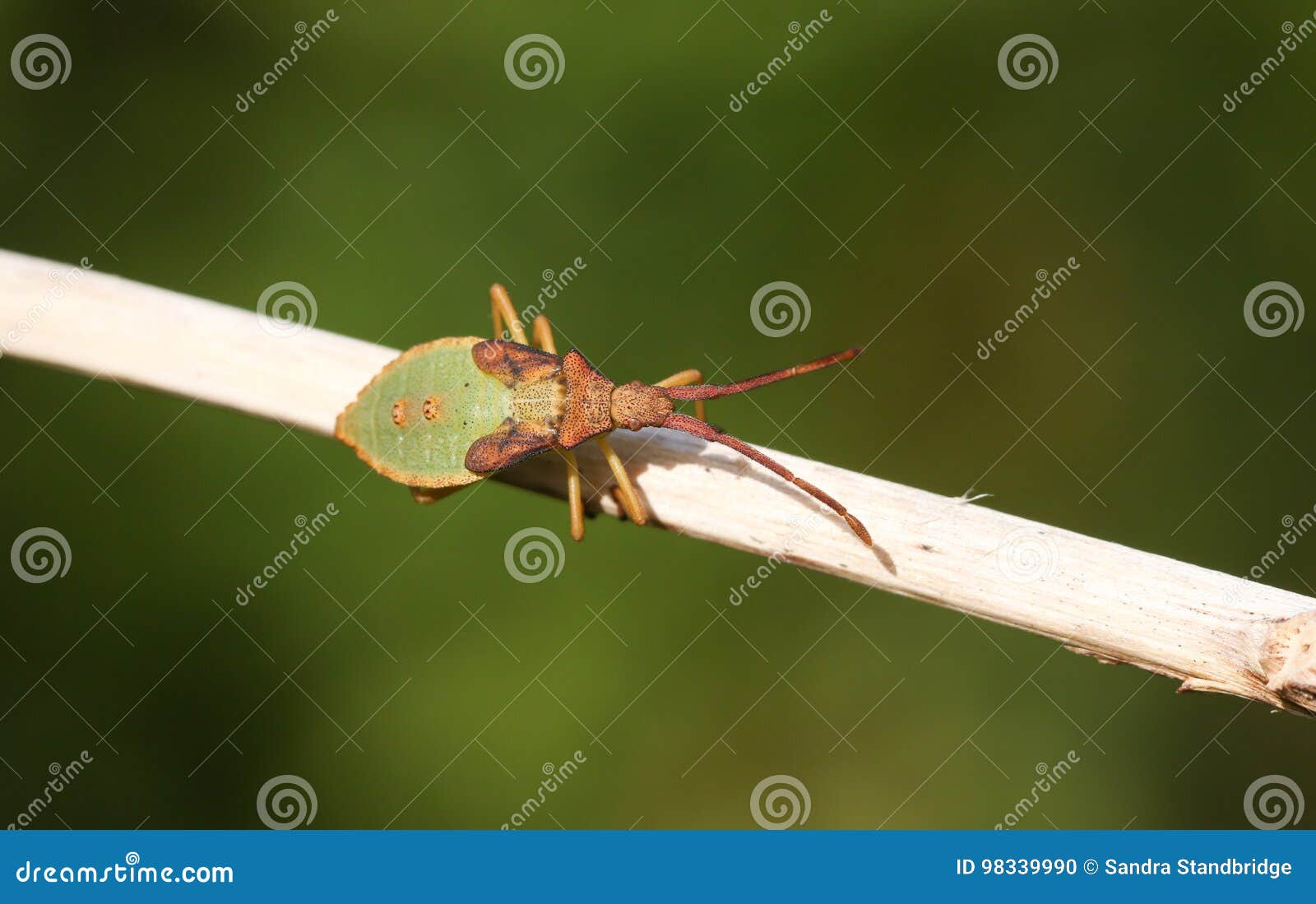 Gonocerus Acuteangulatus Is A Herbivorous Species Of True Bug In The ...