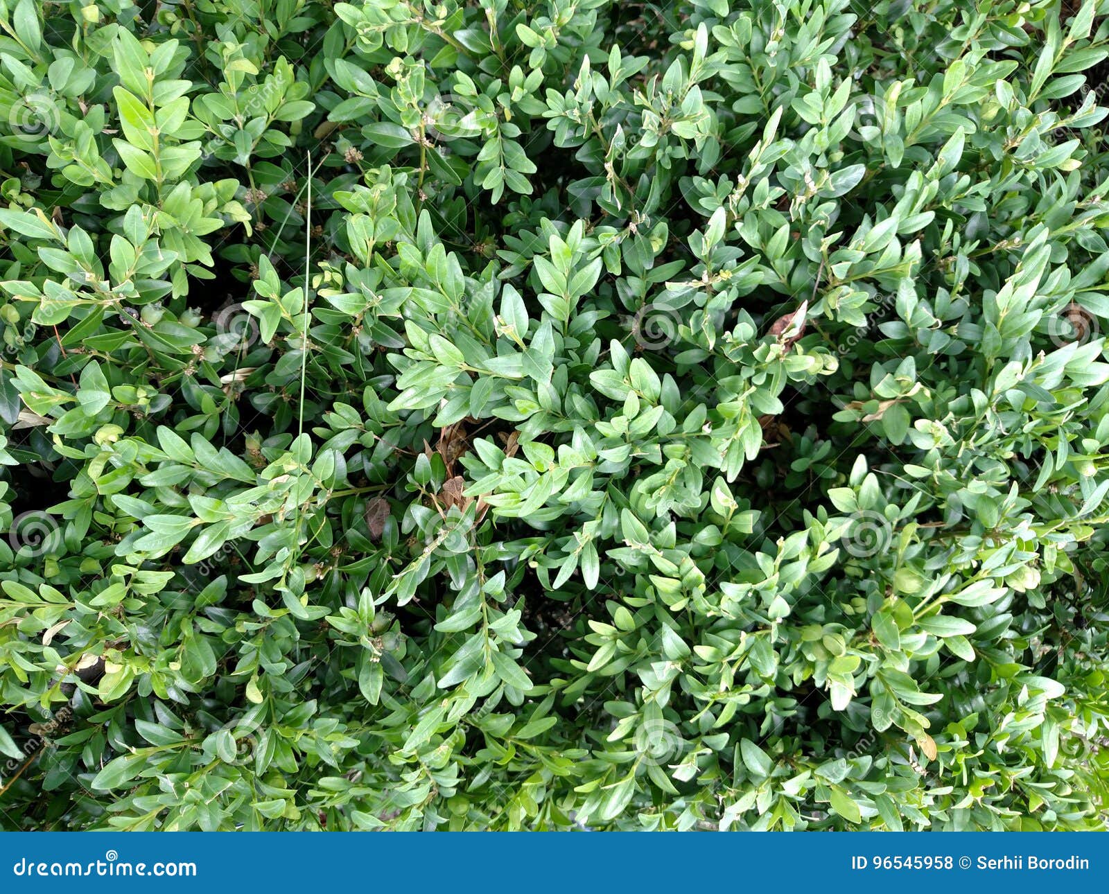 Box Bush . View from Above . Summer Day . . Stock Photo - Image of ...