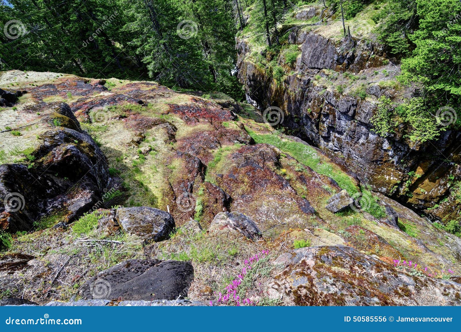 Box Canyon in Mt. Rainier National Park Stock Photo - Image of lush ...