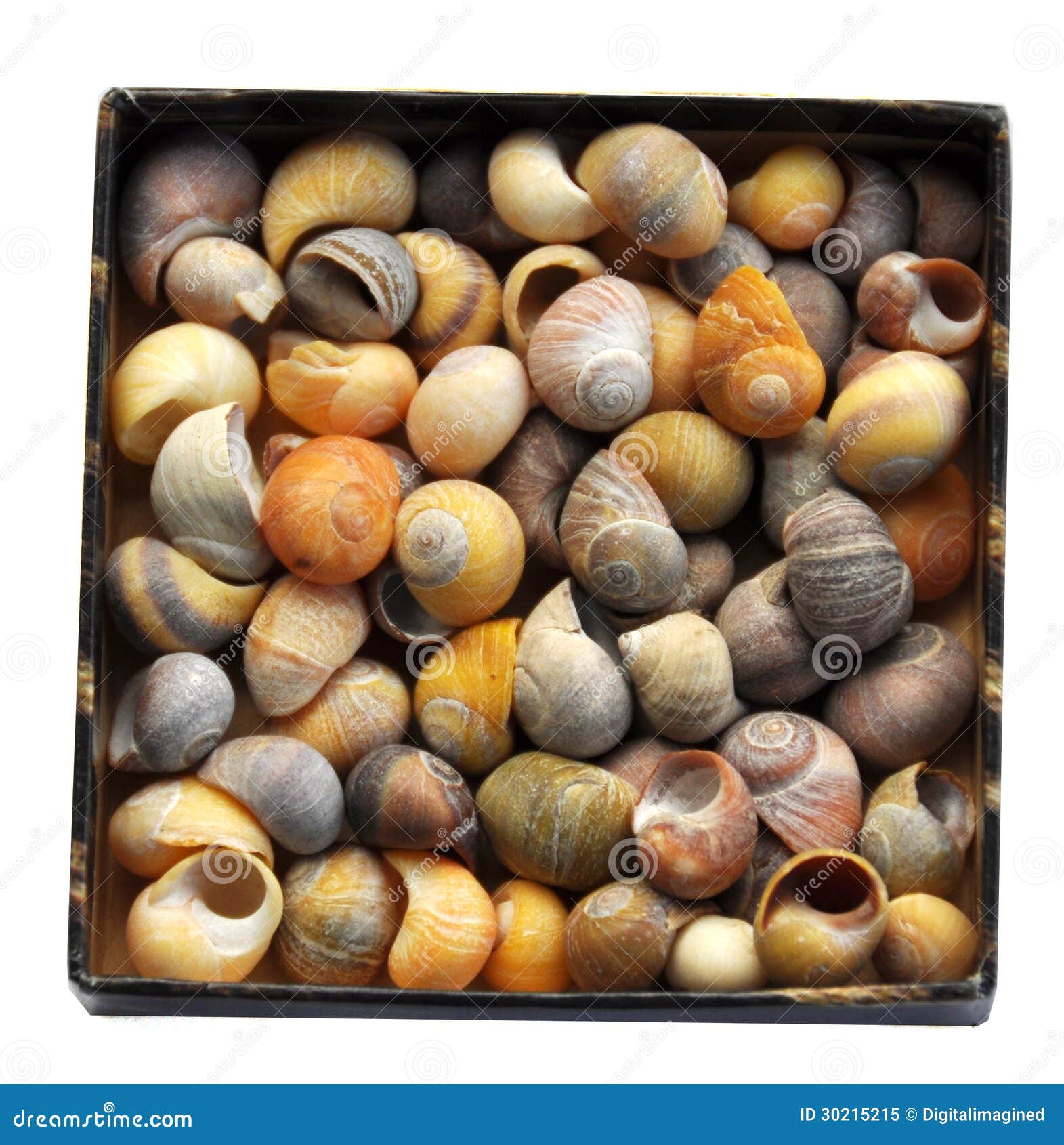 Box full of seashells stock image. Image of mollusk, ocean - 30215215