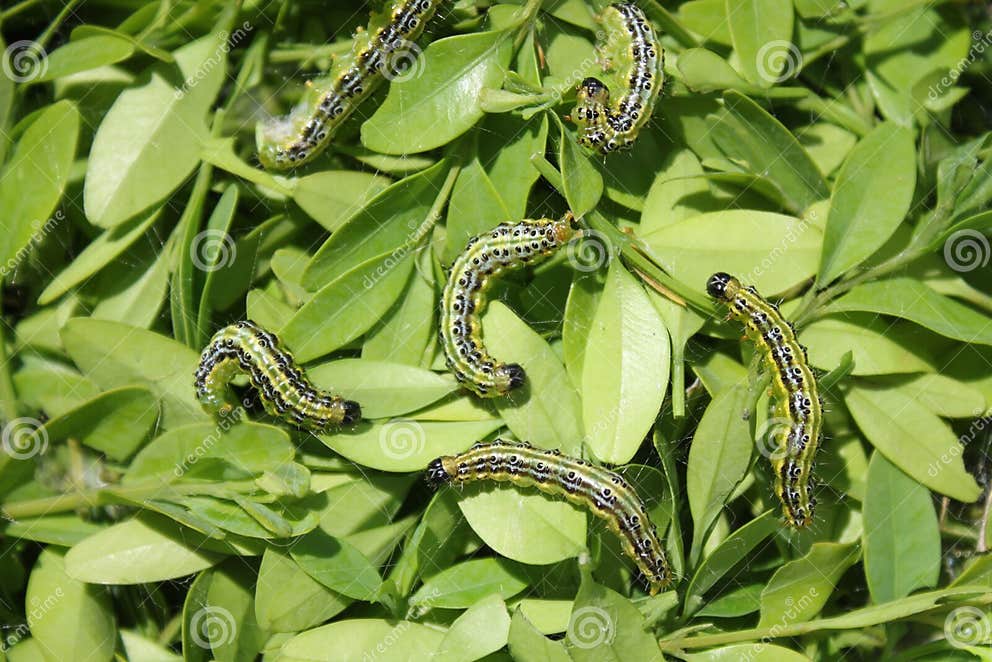 Box Damaged by a Box Tree Moth Stock Image - Image of natural, moth ...