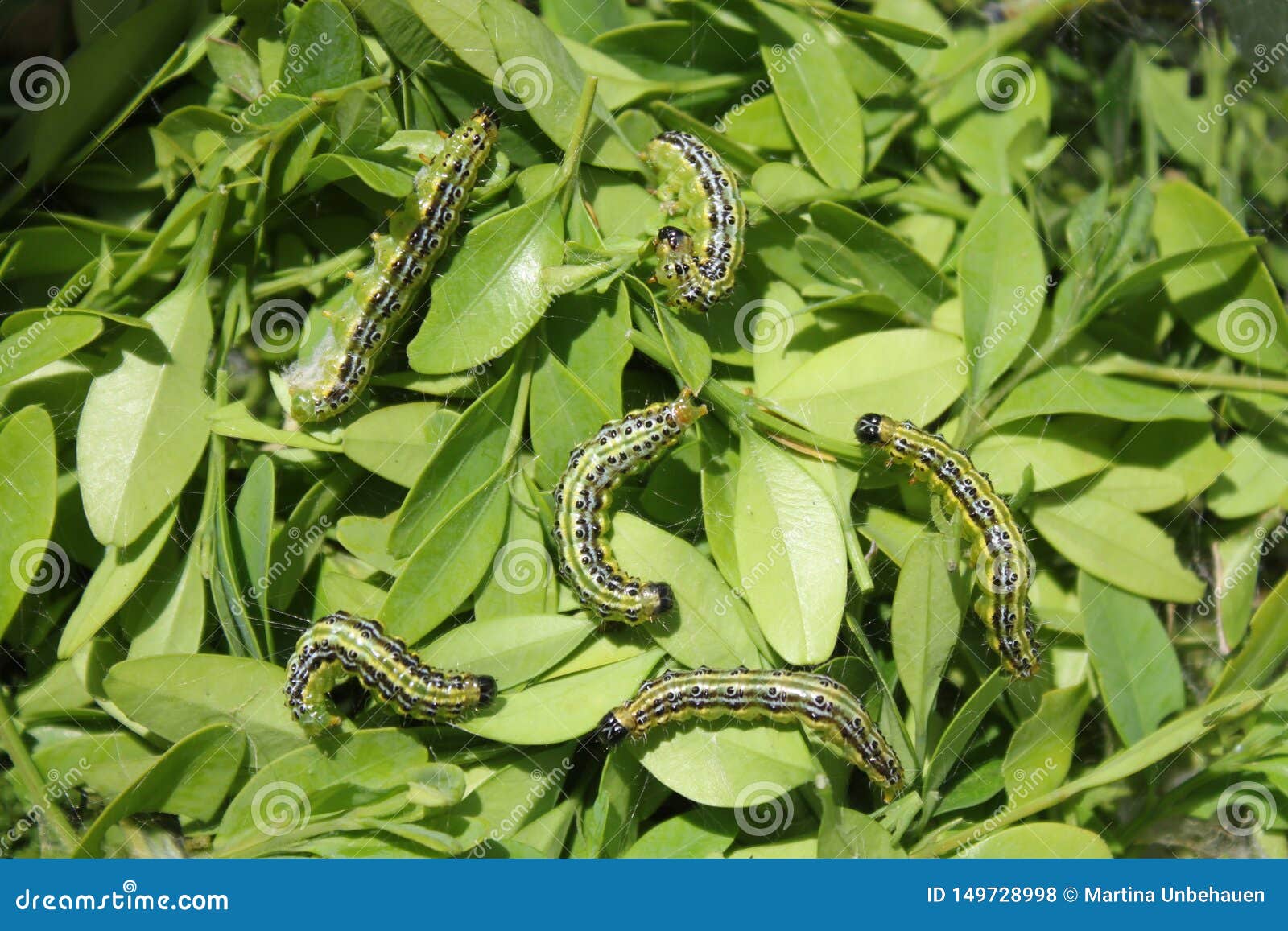 Box Damaged by a Box Tree Moth Stock Photo - Image of bush, outdoor ...