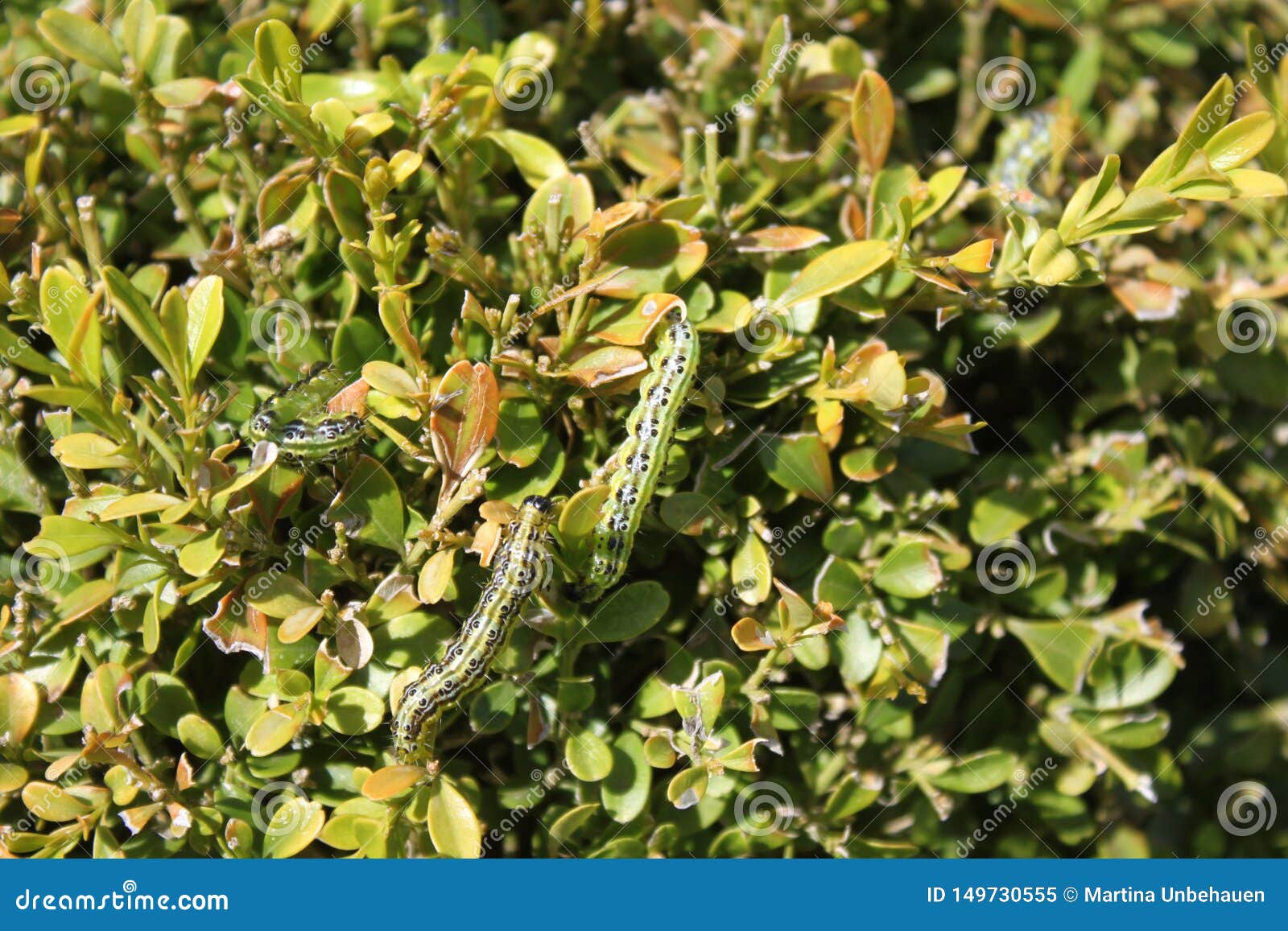 Box Damaged by a Box Tree Moth Stock Image - Image of bush, outdoor ...