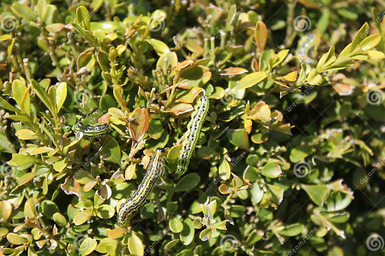 Box Damaged by a Box Tree Moth Stock Image - Image of bush, outdoor ...