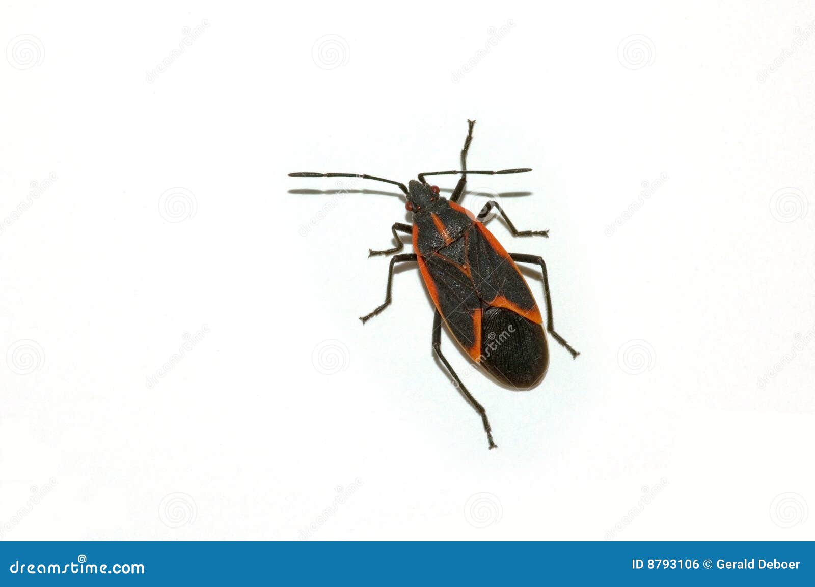Box Elder Beetle stock photo. Image of elder, boisea, horizontal - 8793106