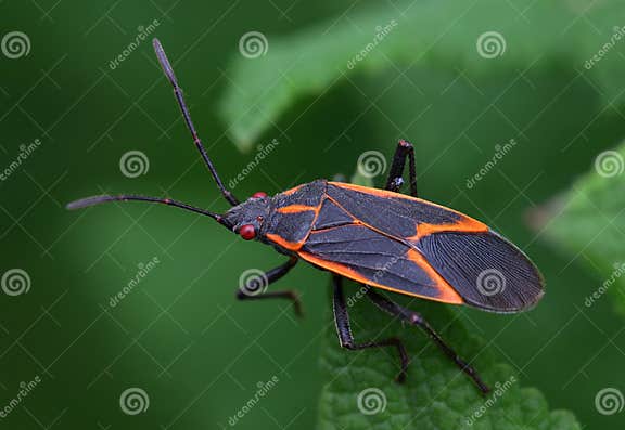 Box Elder Bug stock photo. Image of outdoors, pest, black - 15961900