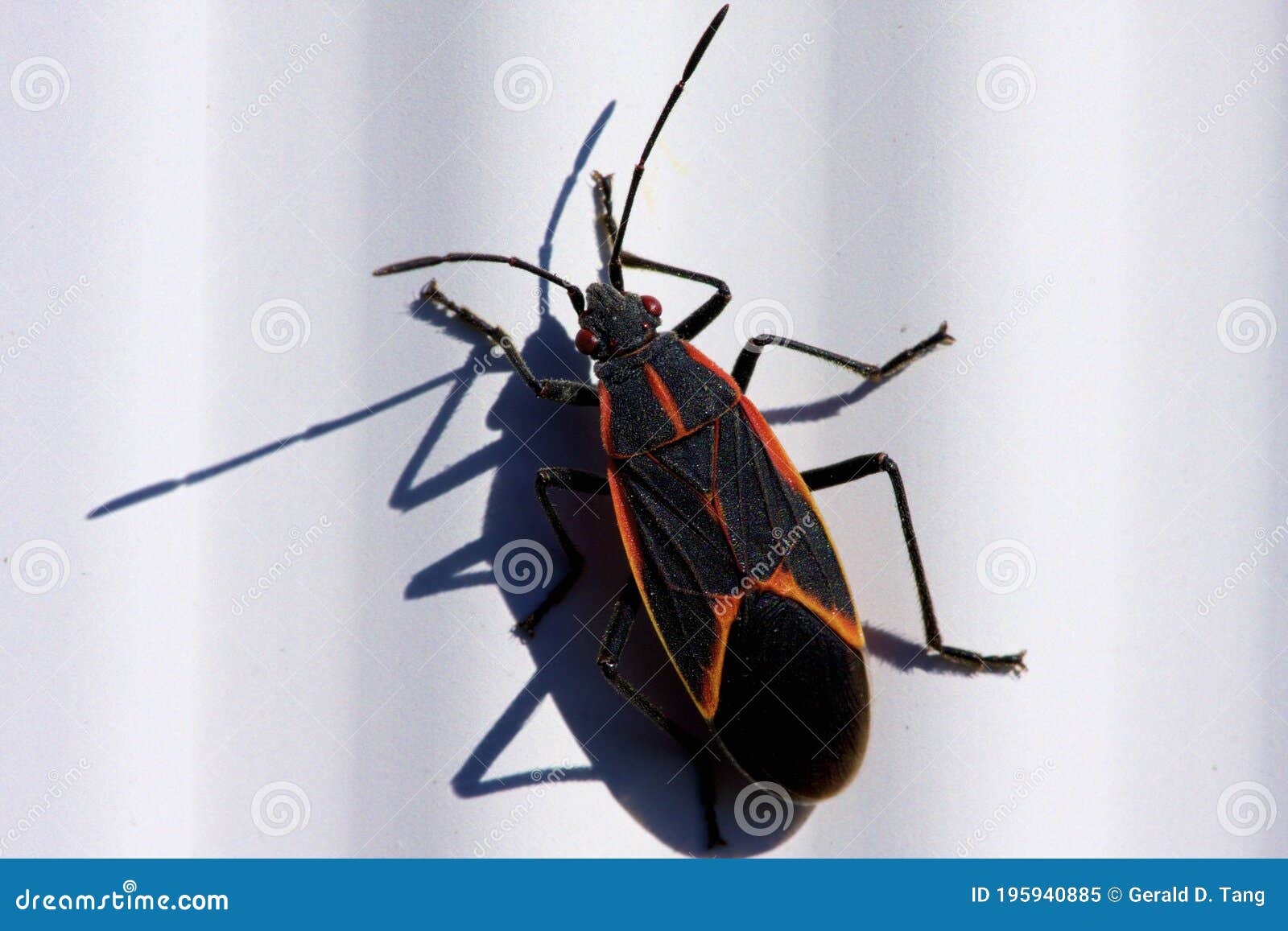 Box Elder Bug 810356 stock image. Image of pests, light - 195940885