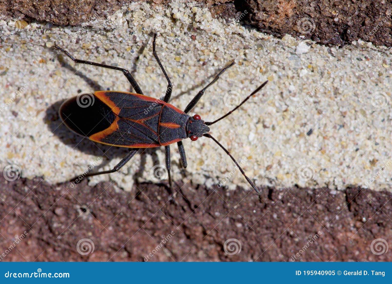 Box Elder Bug 810390 stock image. Image of mortar, brick - 195940905