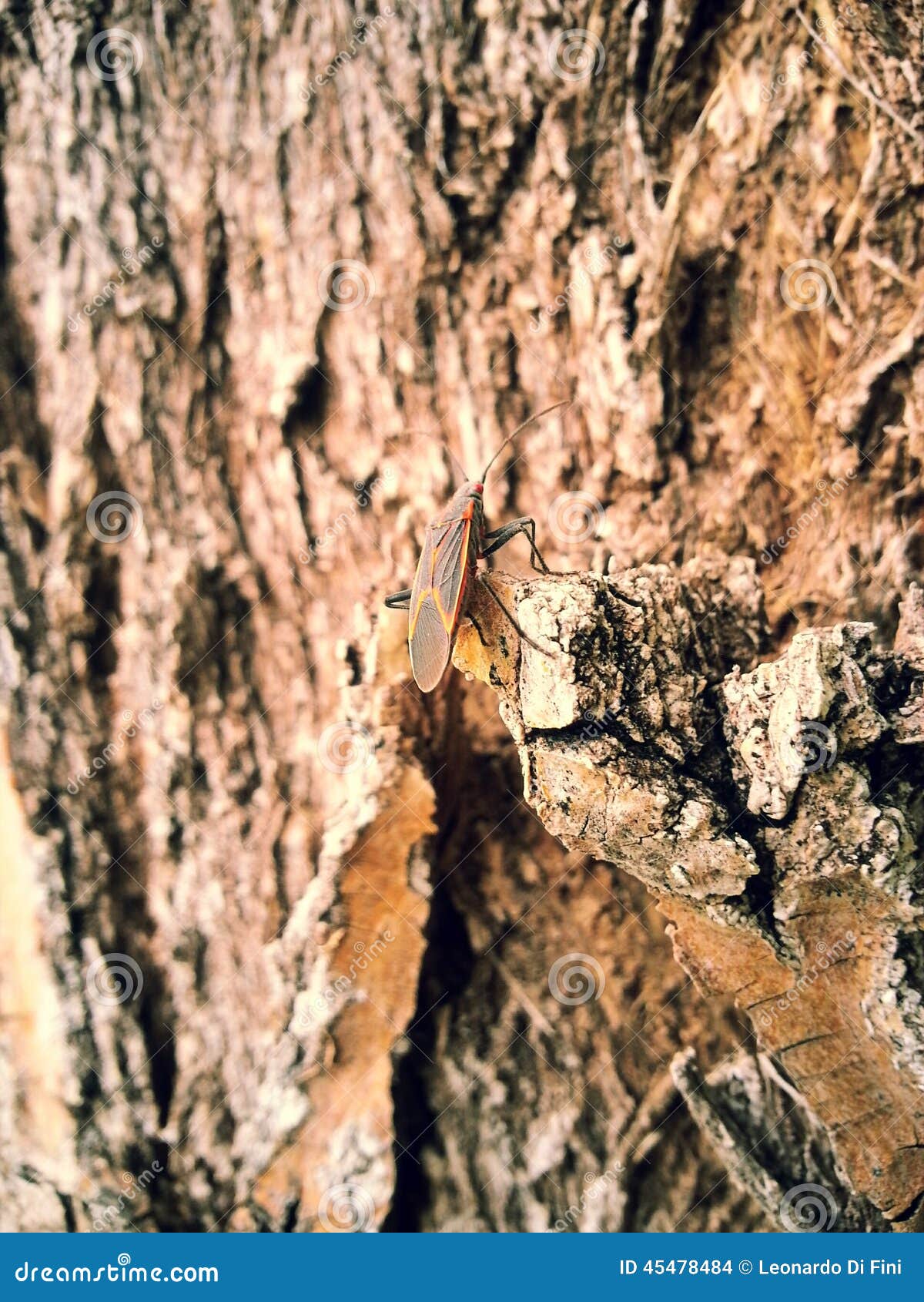 Box Elder bug stock photo. Image of elder, mountains - 45478484