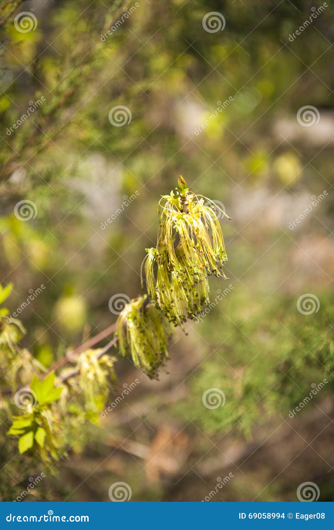 Box elder Seed stock photo. Image of botany, nature, flower - 69058994