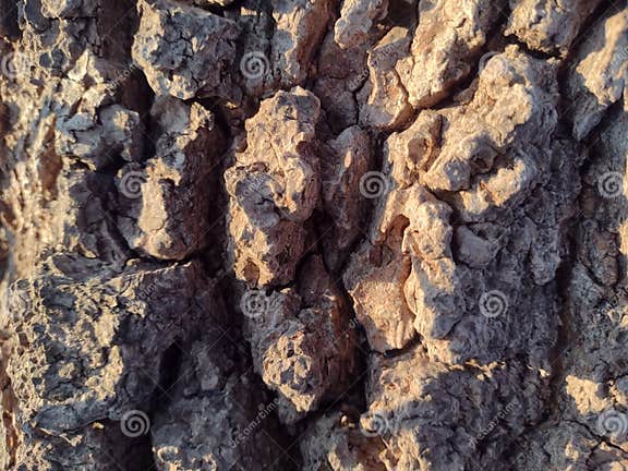 Box Elder Tree Bark stock image. Image of branch, formation - 242944527