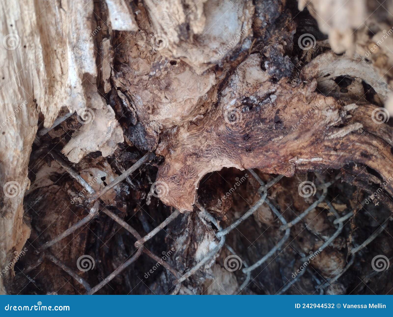 Box Elder Tree Bark with Chain Link Fence Stock Photo - Image of link ...