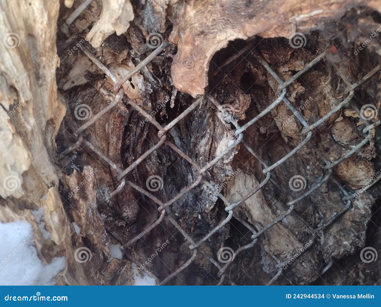 Box Elder Tree Bark with Chain Link Fence Stock Photo - Image of ...