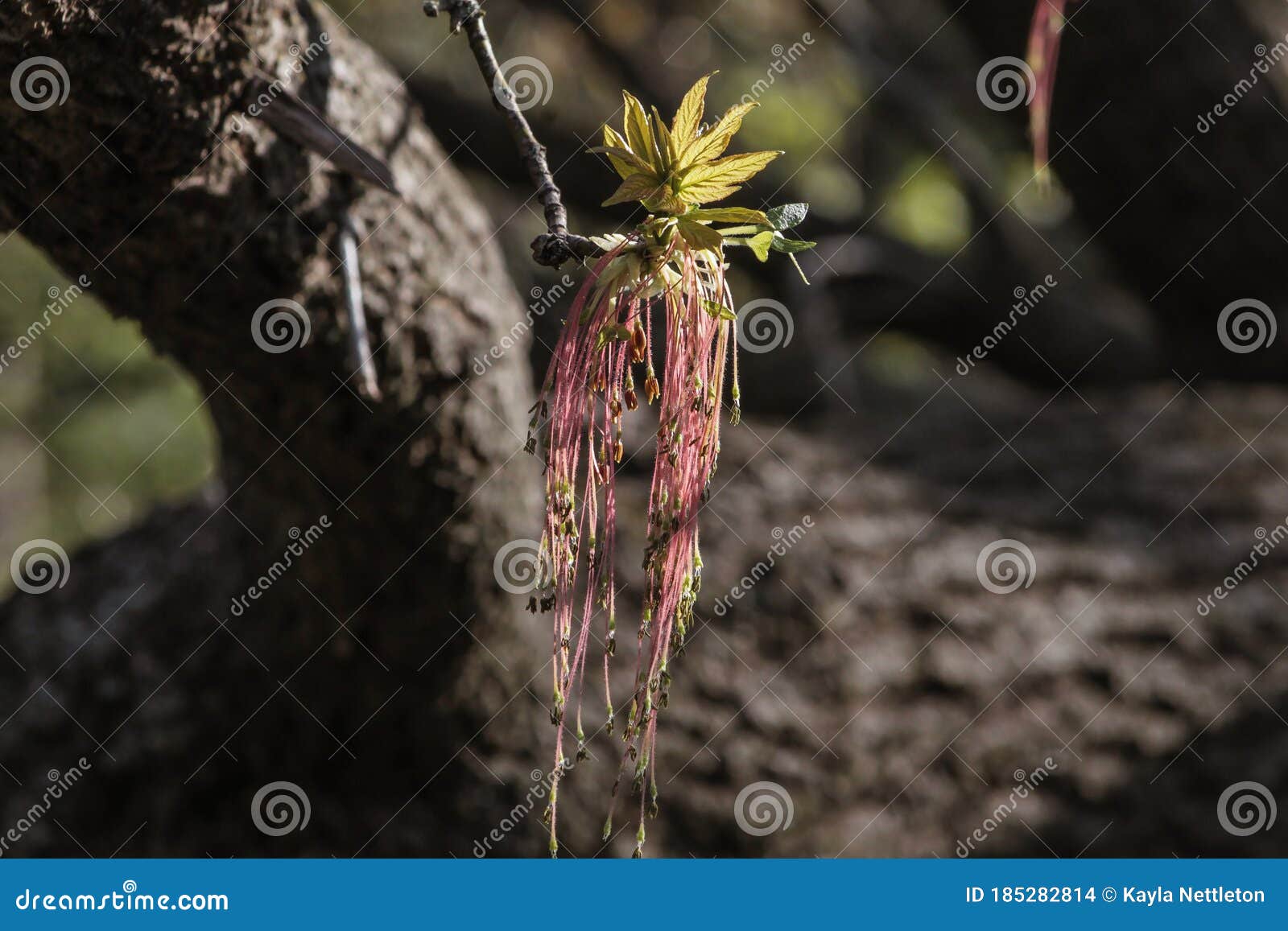 Box Elder Tree Fallen Down on a Sunny Spring Day Stock Photo - Image of ...