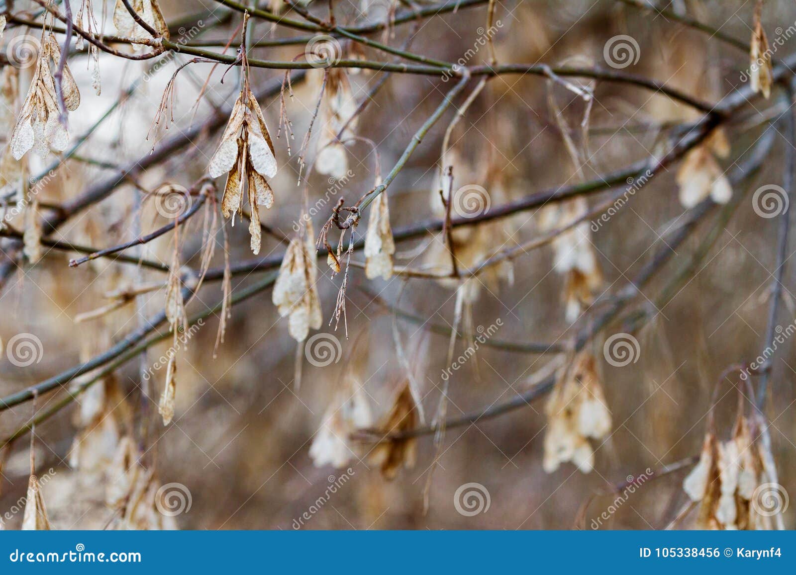 Box Elder Tree Seeds Hang from the Branches in Early Winter; Stock ...