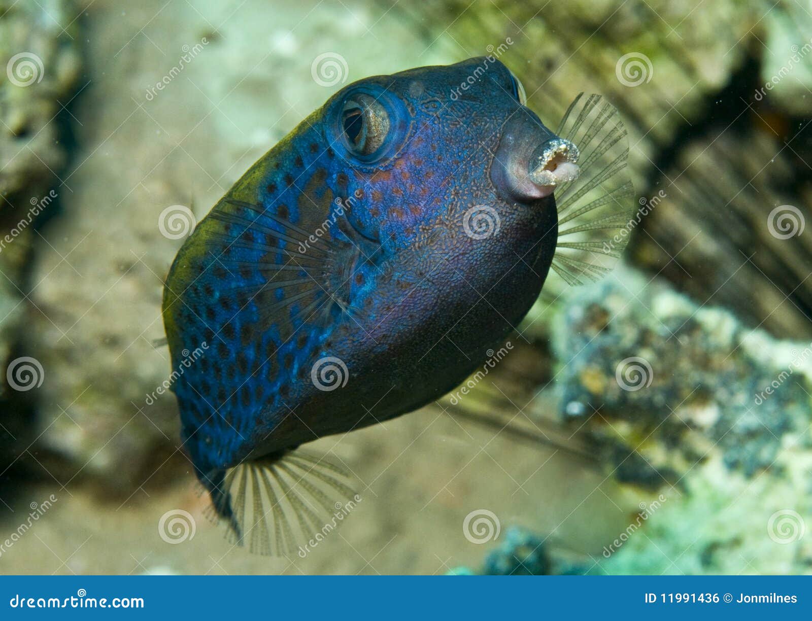 Box Fish stock photo. Image of scuba, exotic, wildlife - 11991436