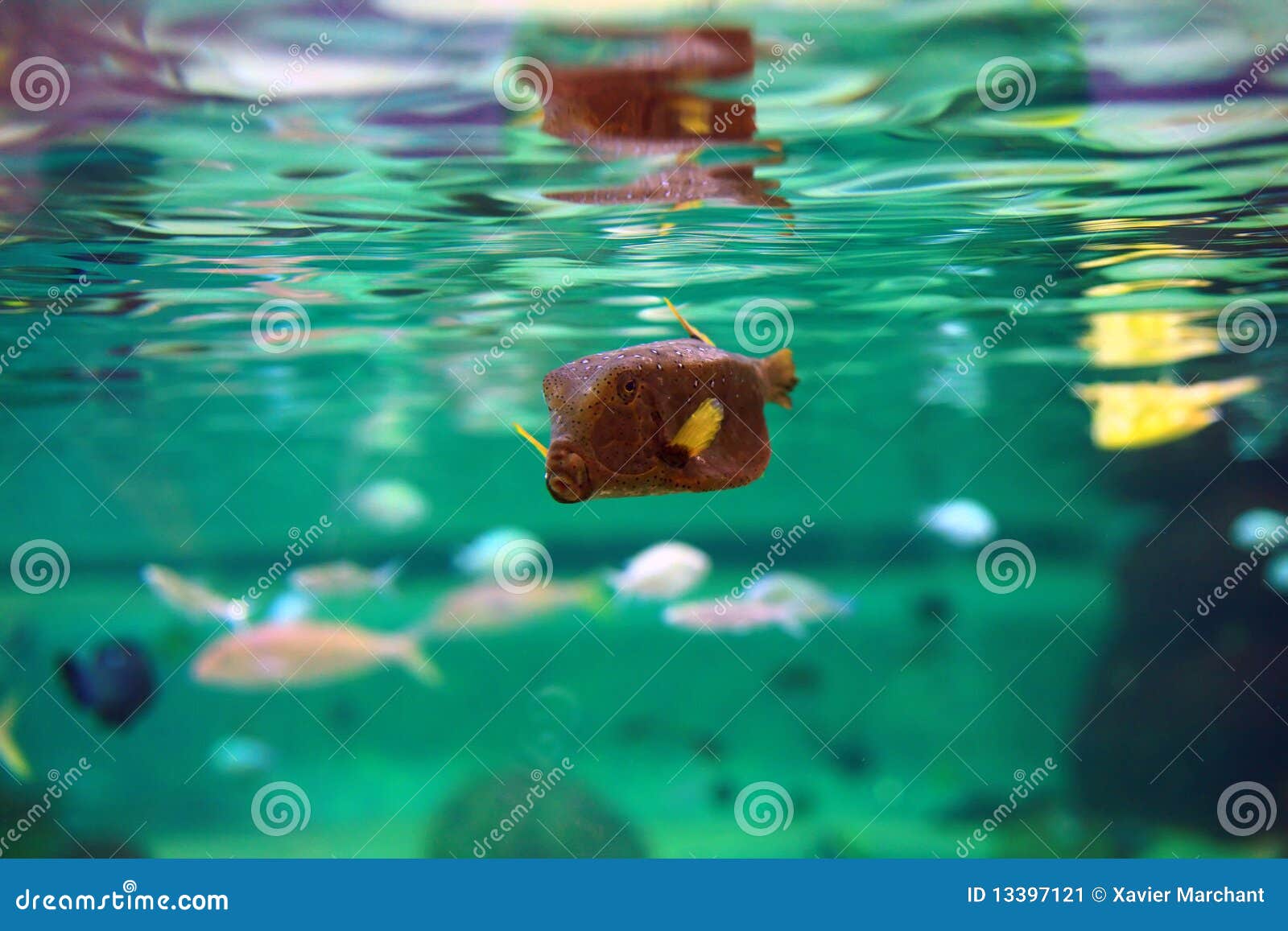 Box fish stock image. Image of ocean, life, dots, boxfish - 13397121