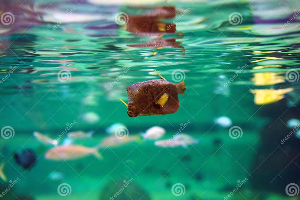 Box fish stock image. Image of ocean, life, dots, boxfish - 13397121