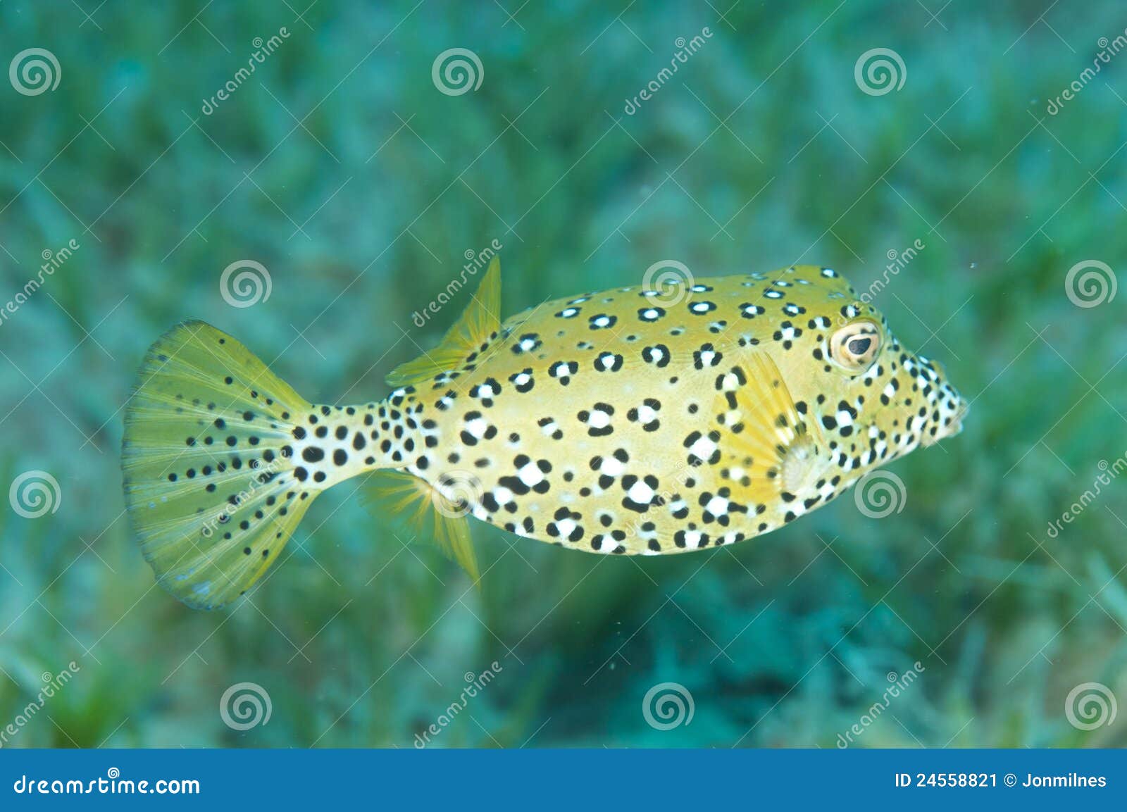 Box fish stock image. Image of water, underwater, marine - 24558821