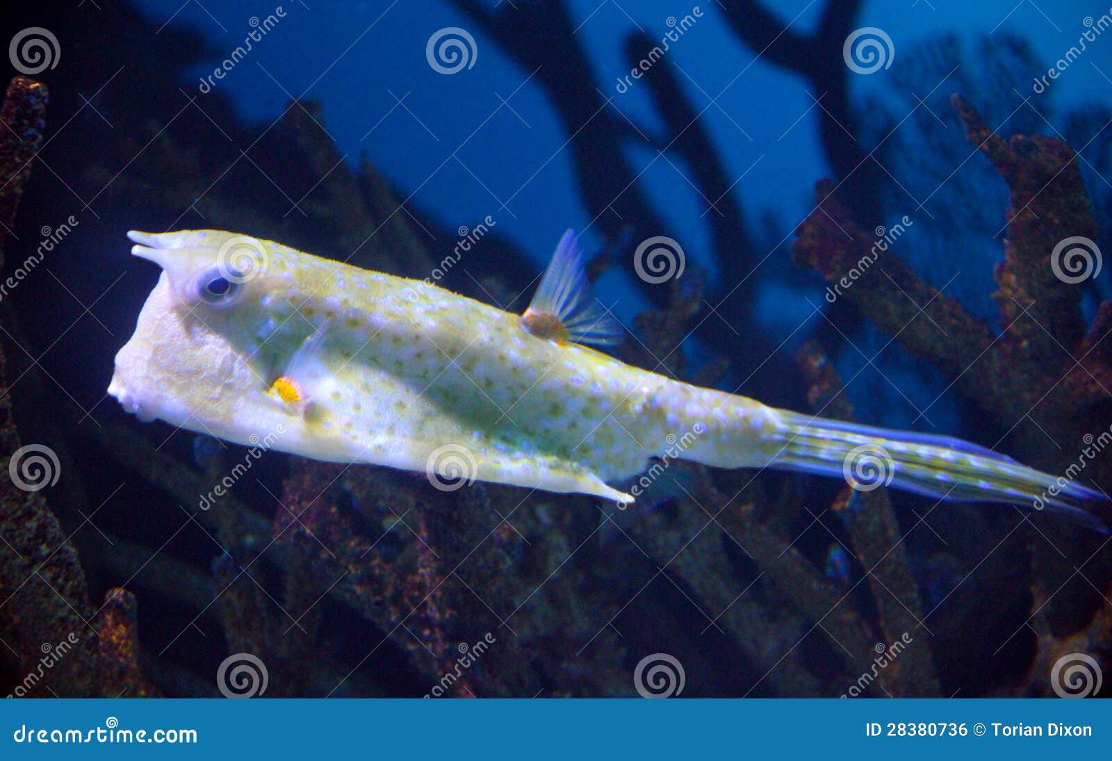 Box Fish stock photo. Image of marine, fish, aquarium - 28380736