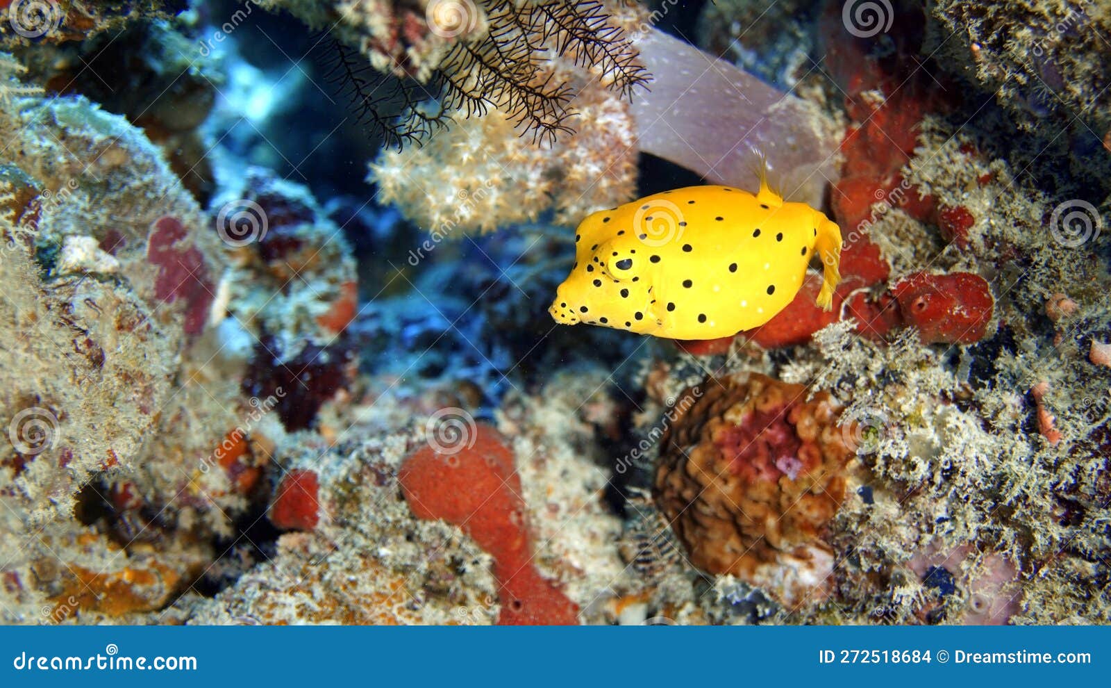 Box fish Maldives stock photo. Image of underwater, fish - 272518684