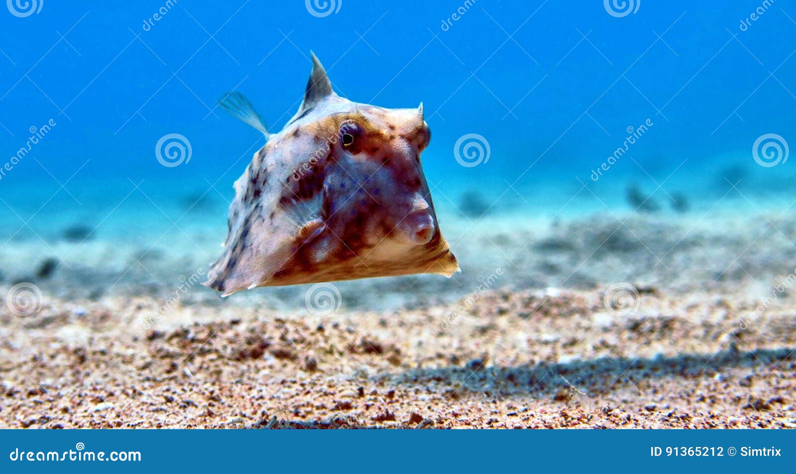 Box fish in Red sea stock photo. Image of life, eilat - 91365212