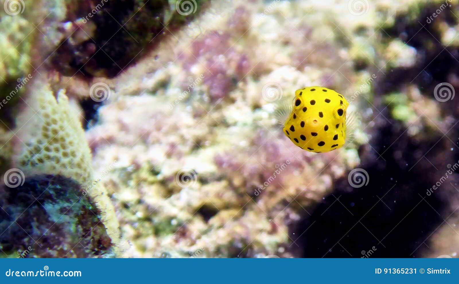 Box fish in Red sea stock image. Image of beautiful, coral - 91365231