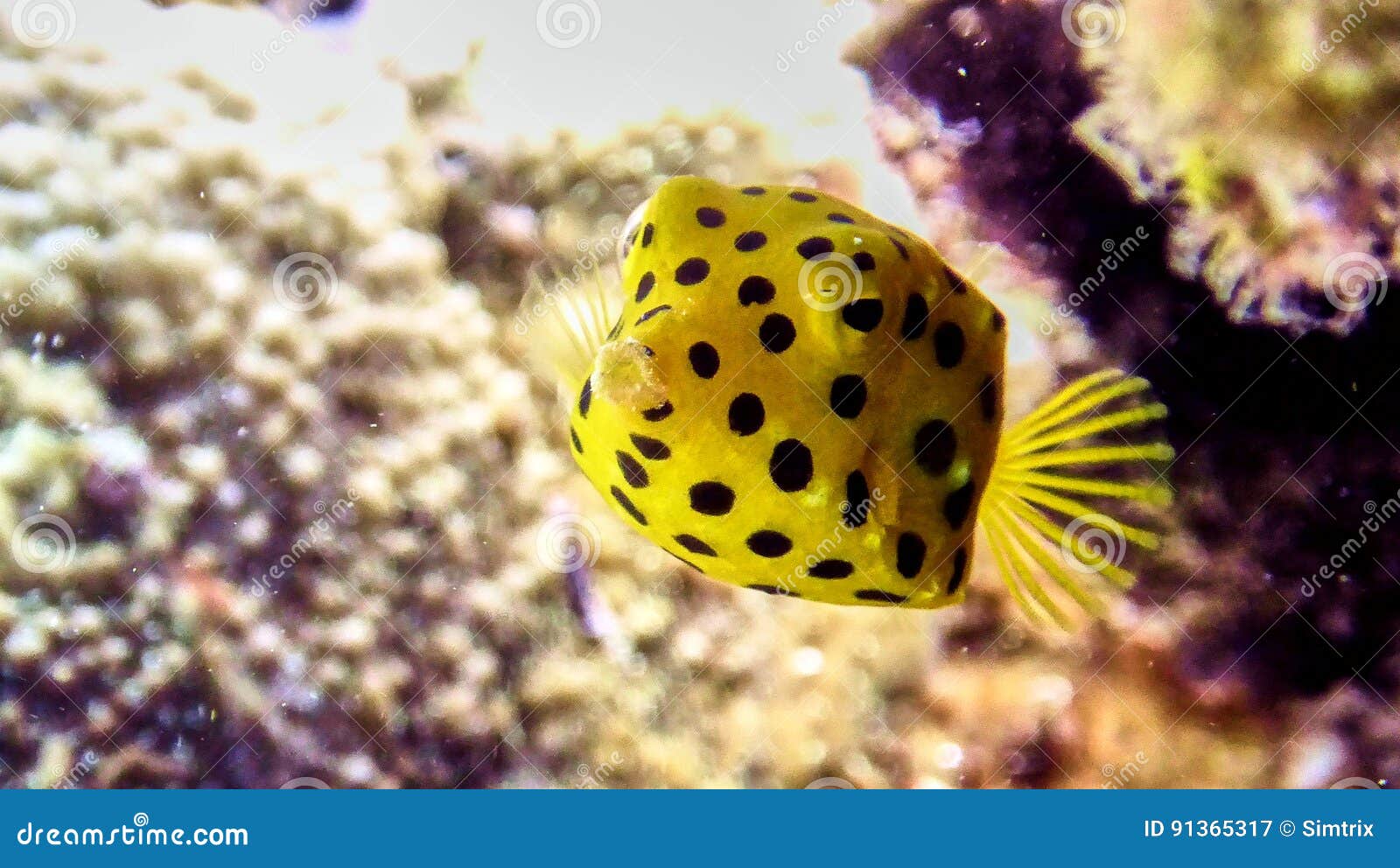 Box fish in Red sea stock image. Image of marine, underwater - 91365317