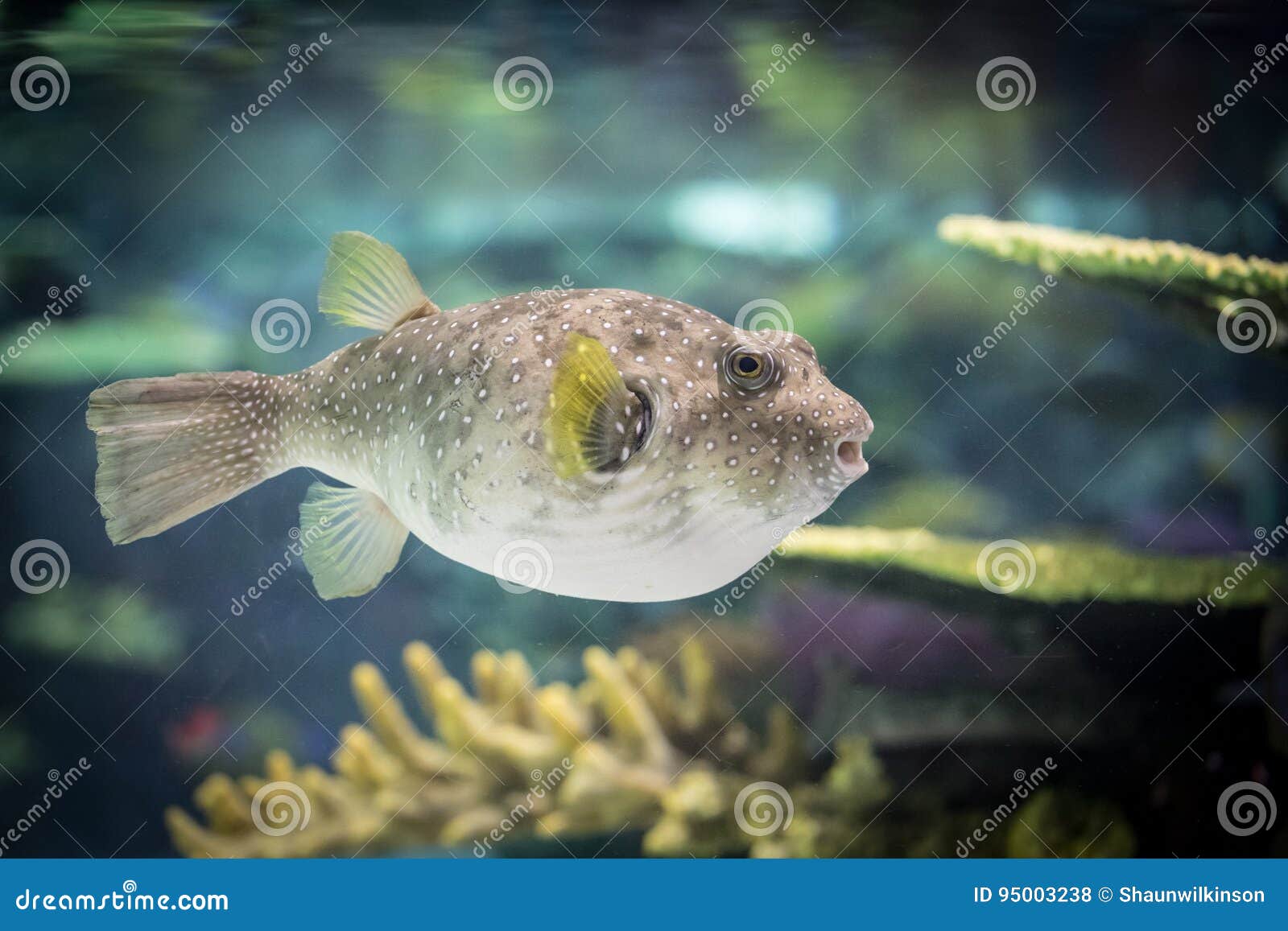 Box Fish stock photo. Image of reef, live, adventure - 95003238