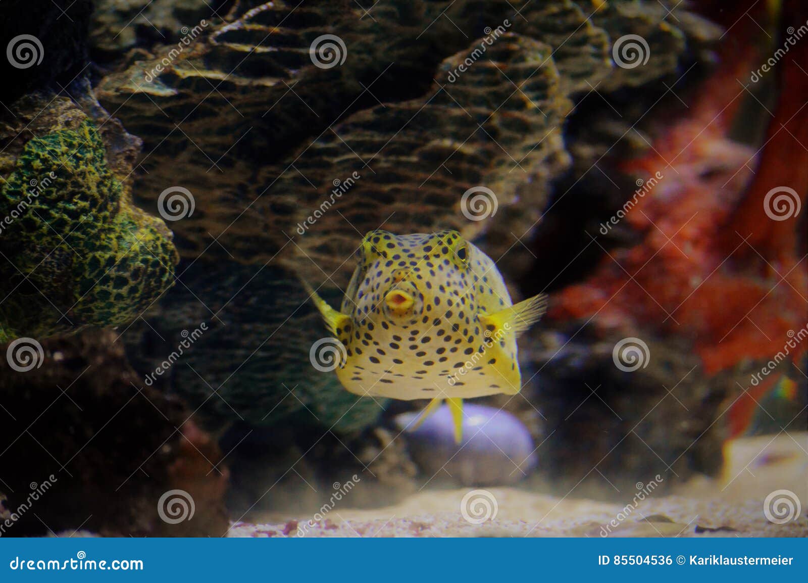Box Fish stock photo. Image of aquarium, dots, face, close - 85504536