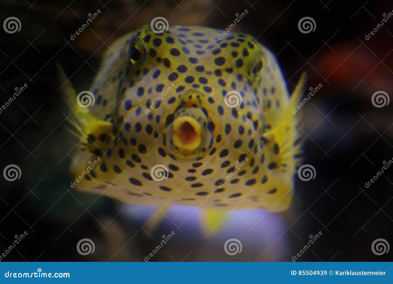 Box Fish stock image. Image of close, face, aquarium - 85504939