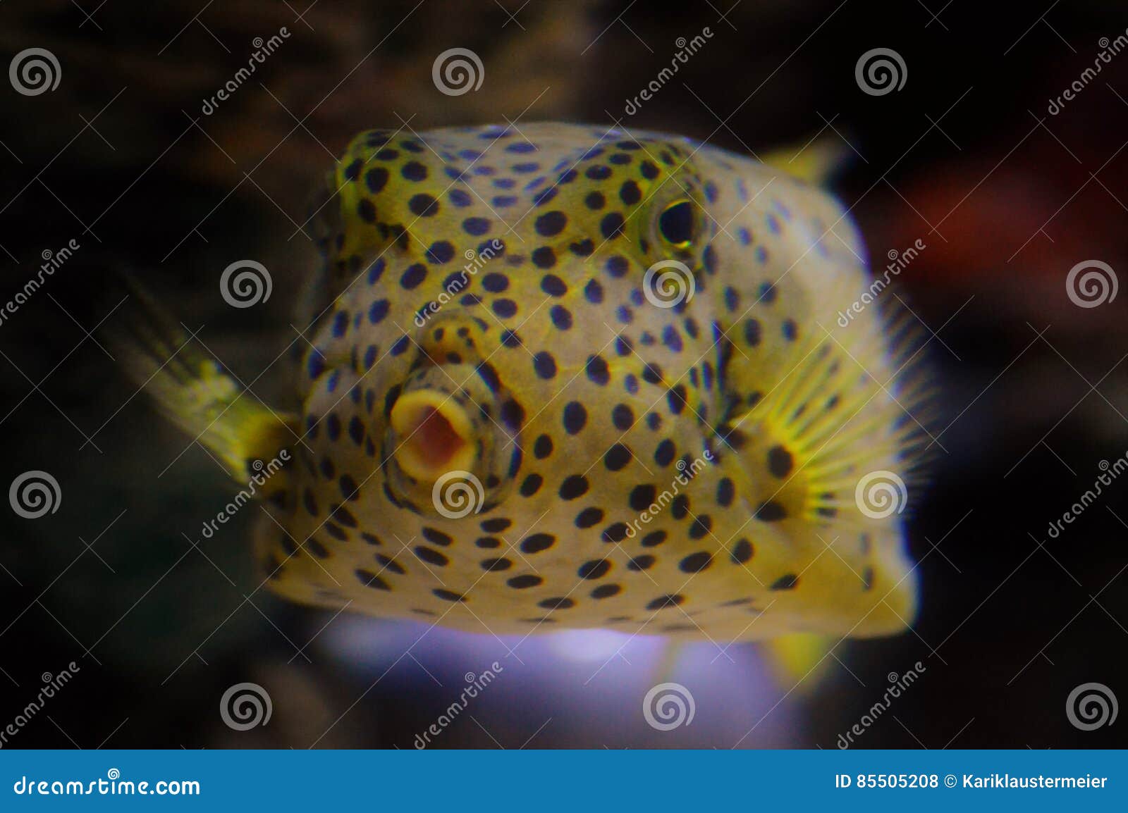 Box Fish stock photo. Image of brown, black, detail, center - 85505208