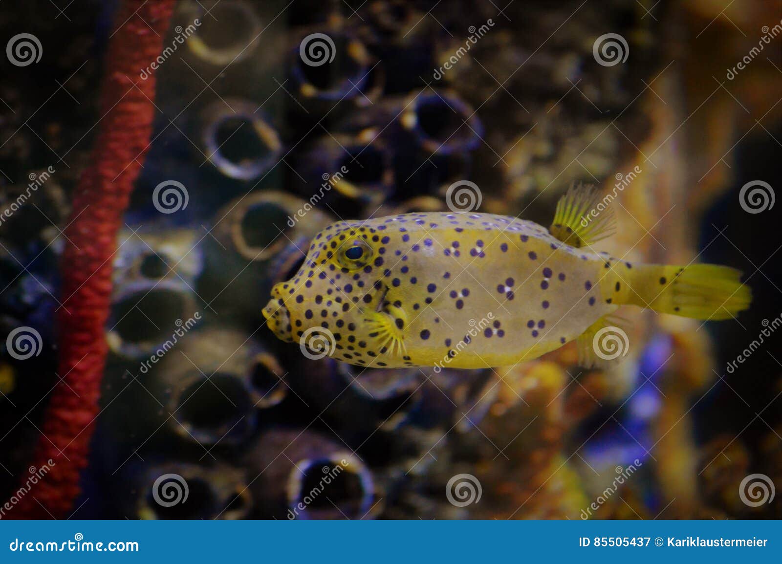 Box Fish stock image. Image of head, calm, background - 85505437