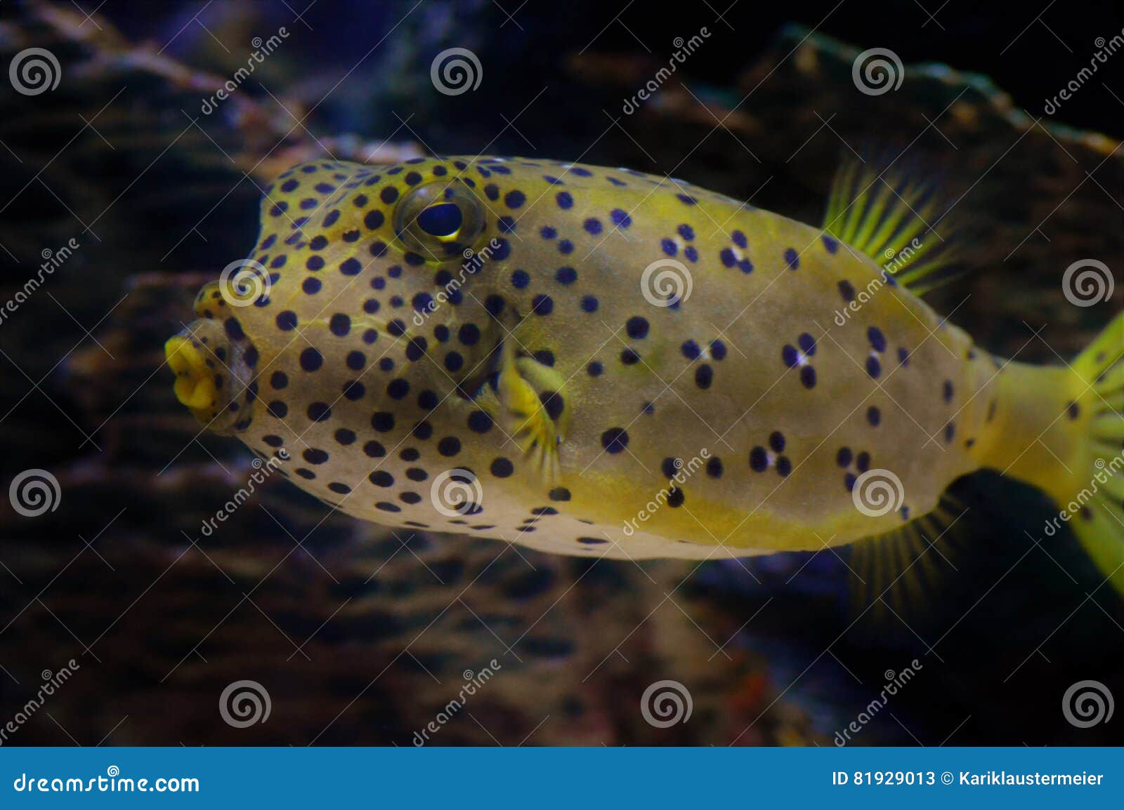 Box Fish stock image. Image of adorable, kiss, life, eyes - 81929013
